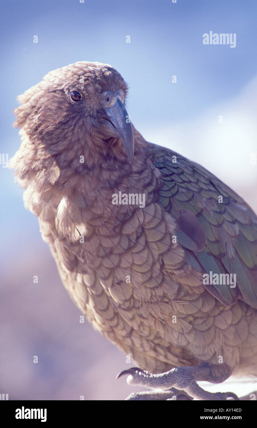 Worlds only alpine parrot hi-res stock photography and images - Alamy