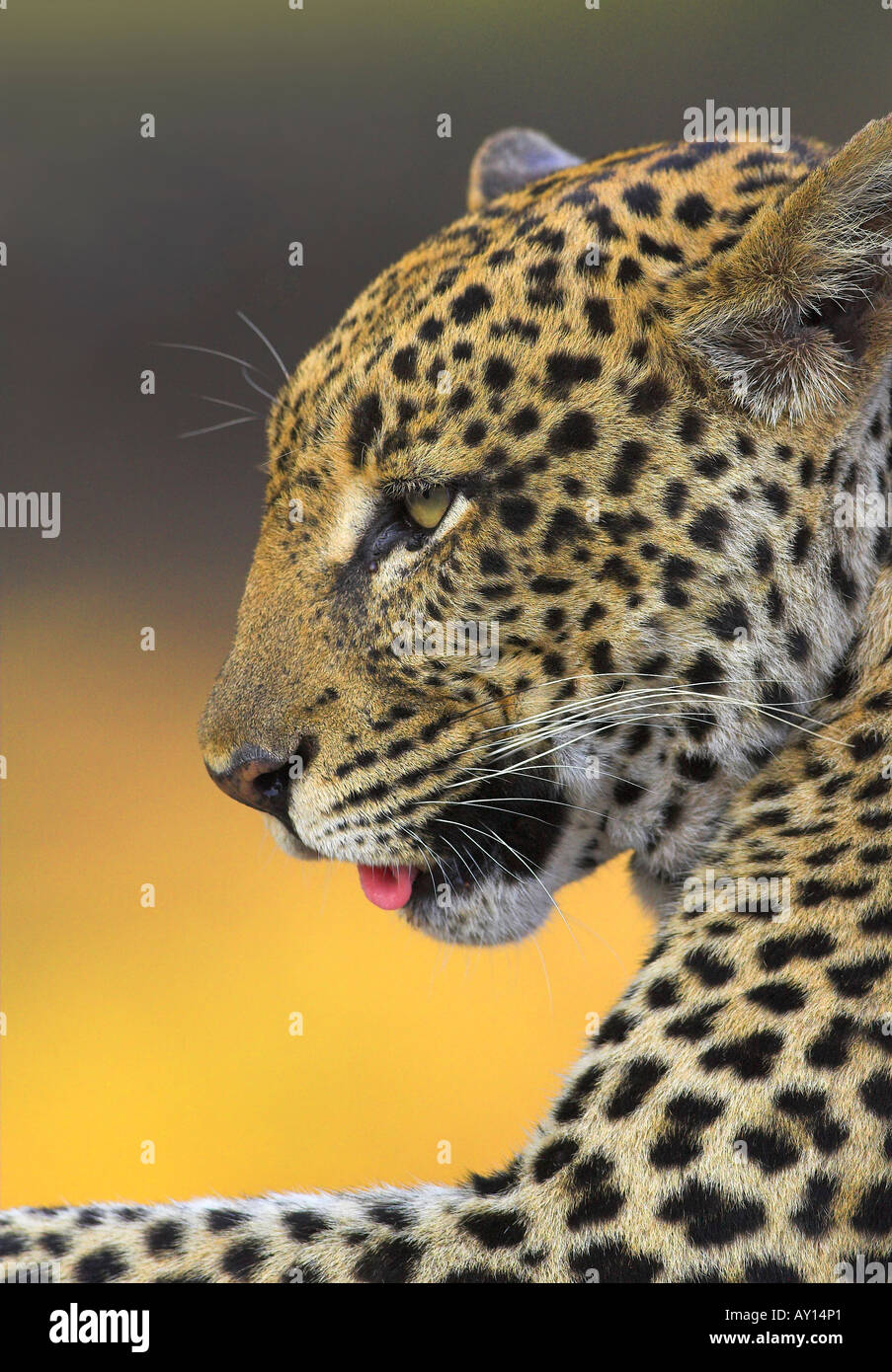 Leopard, Panthera pardus, dozing, sleeping, sleepy, Samburu, Kenya ...