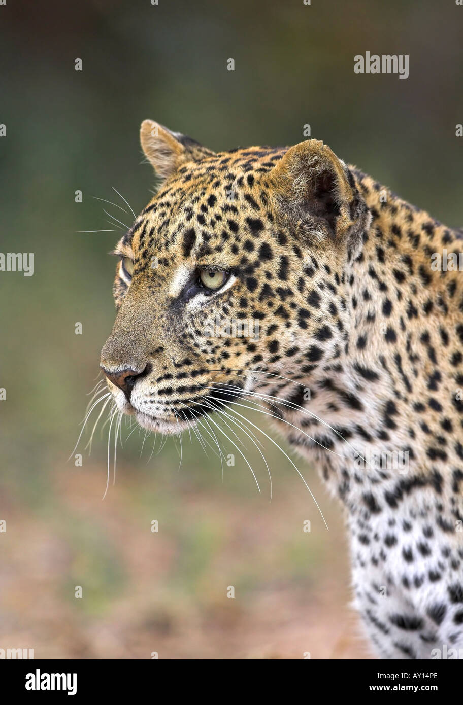 Leopard, Panthera pardus, hunting, Samburu, Kenya, East Africa, big cat ...