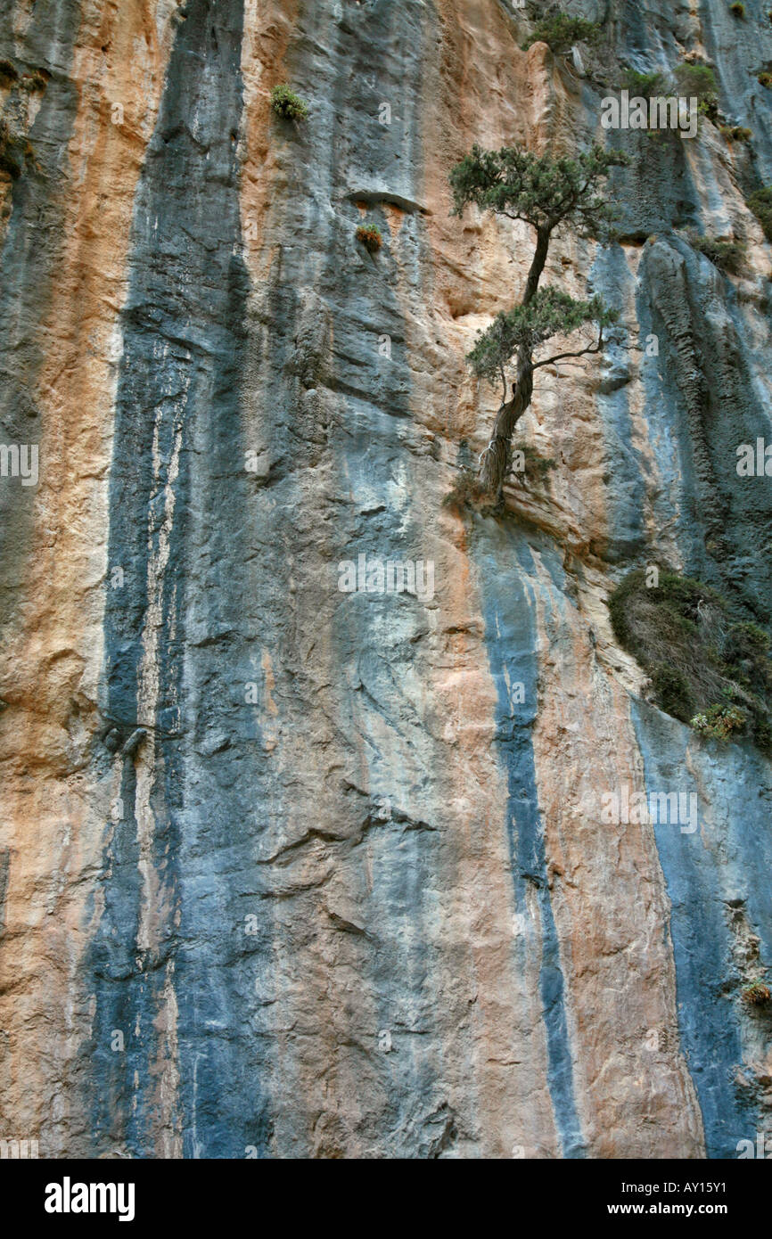 Sheer pine tree hi-res stock photography and images - Alamy