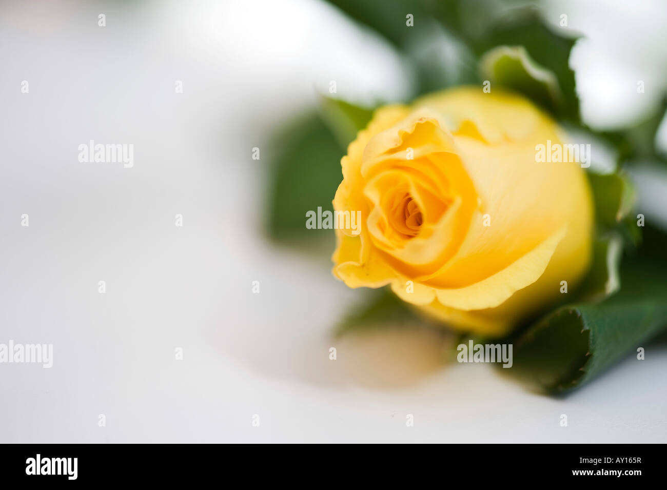 Soft yellow rose on white background Stock Photo - Alamy