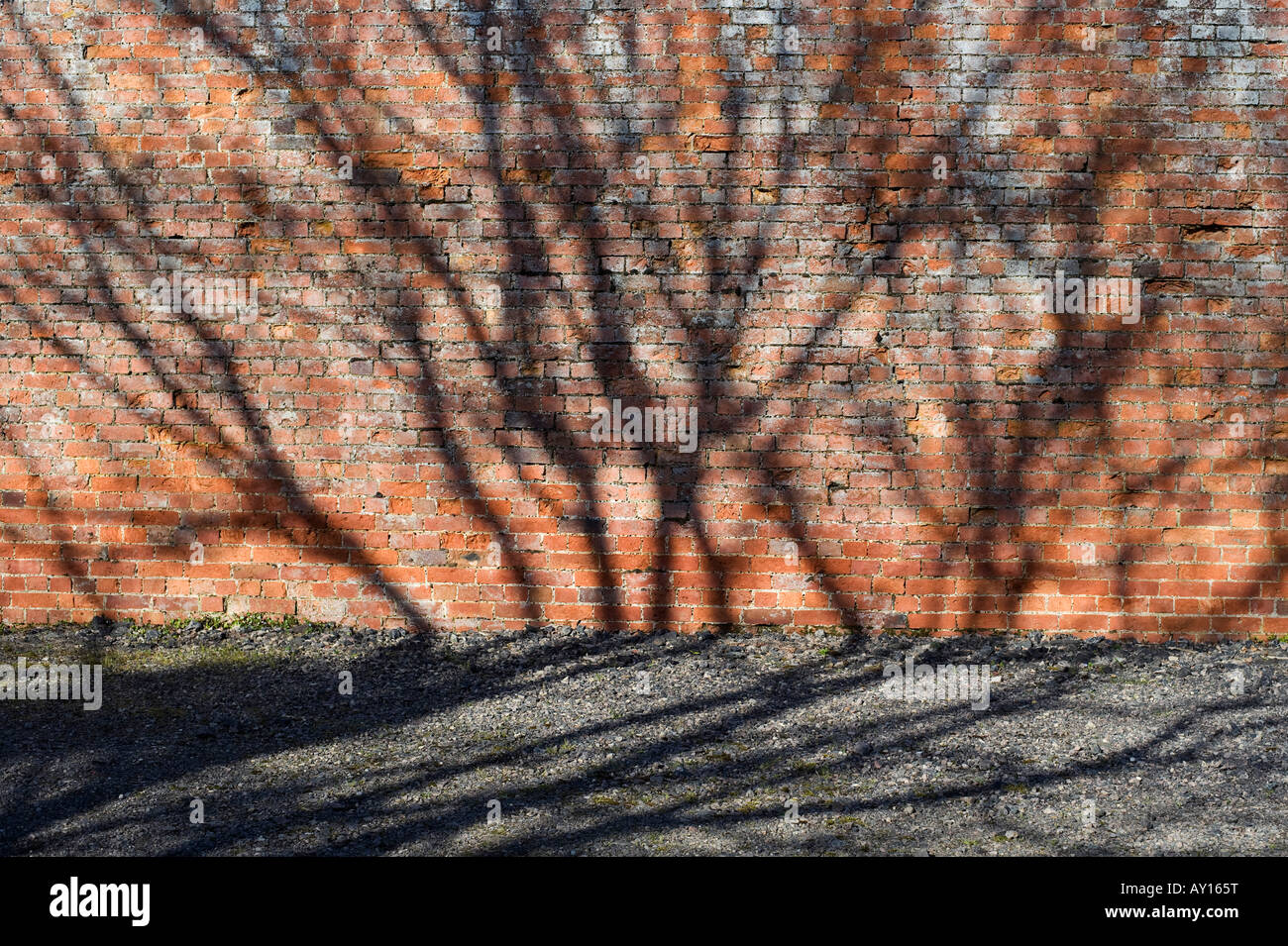 Tree shadow pattern on an old garden wall. UK Stock Photo - Alamy