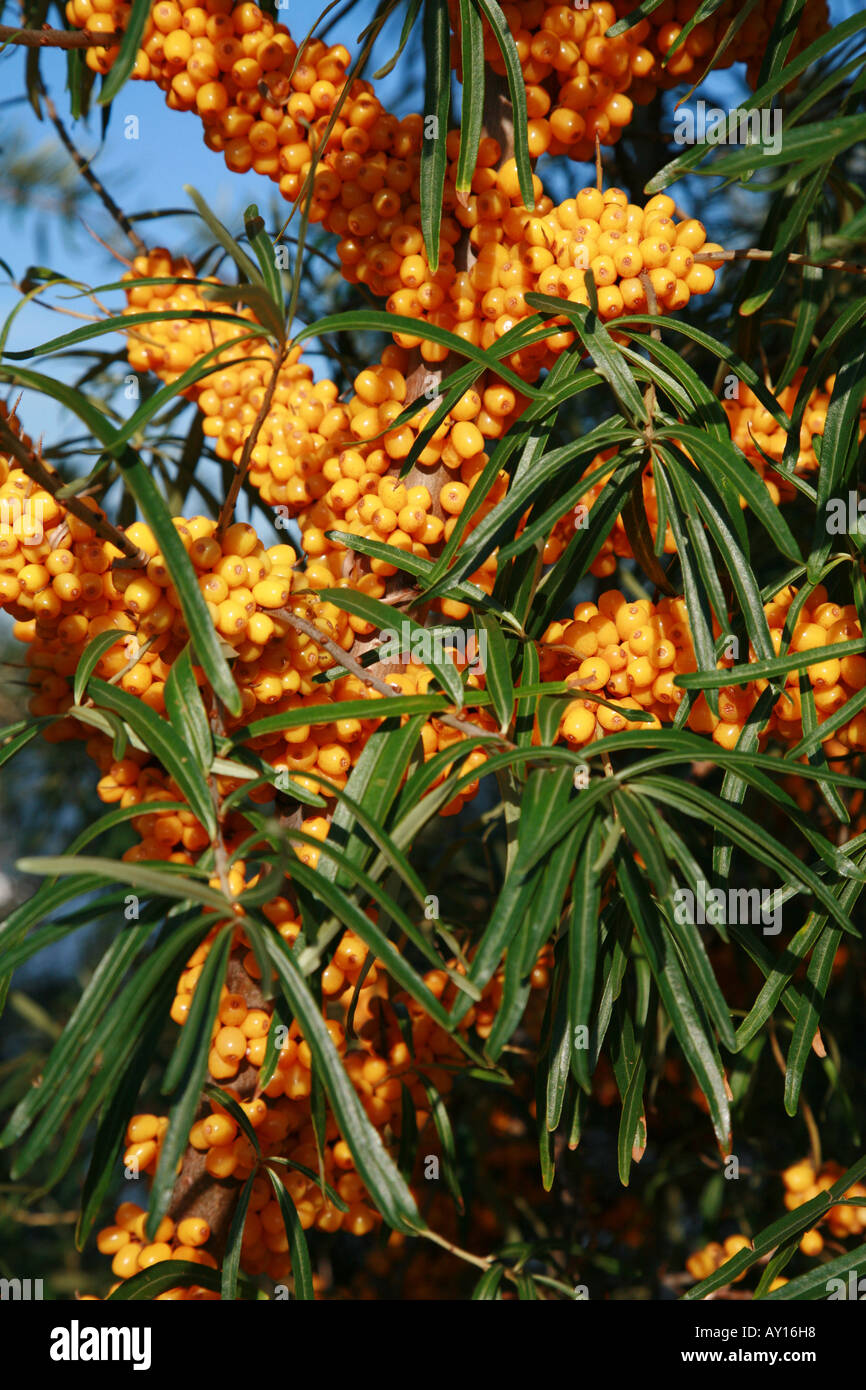 Hippophae rhamnoides rhamnoides hi-res stock photography and images - Alamy