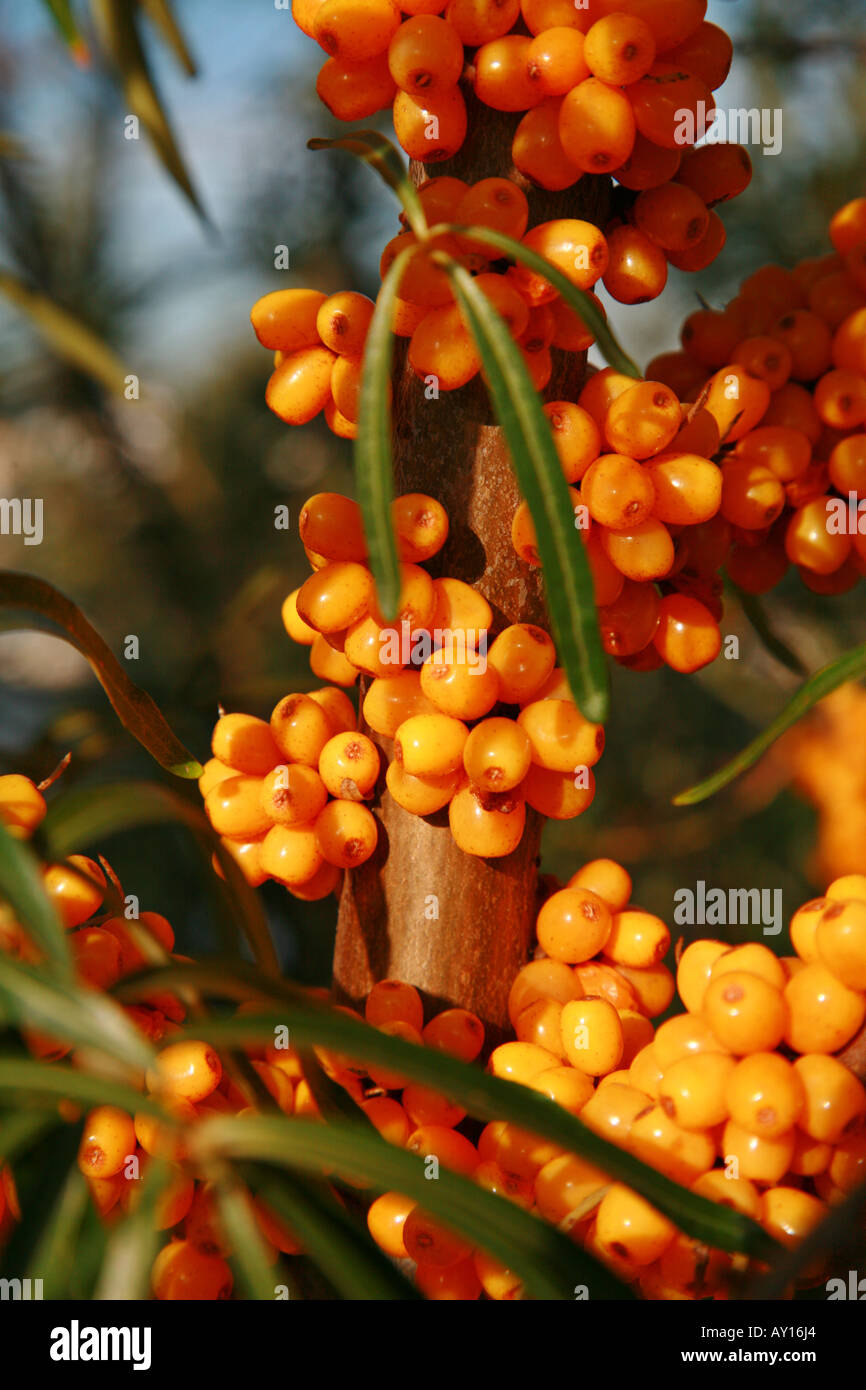 Rhamnoides hi-res stock photography and images - Alamy