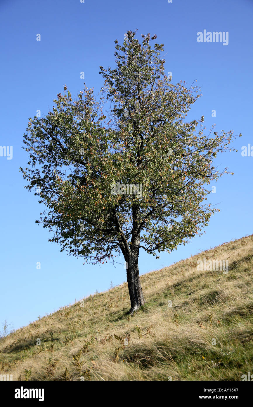Tree on steep slope. Bucovina, Moldavia, Romania Stock Photo - Alamy