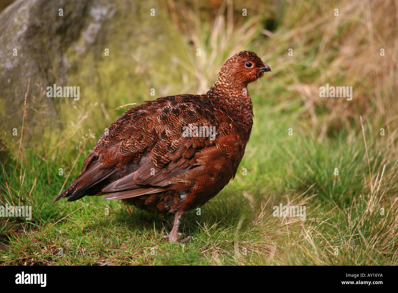 Red grouse moorland hi-res stock photography and images - Alamy