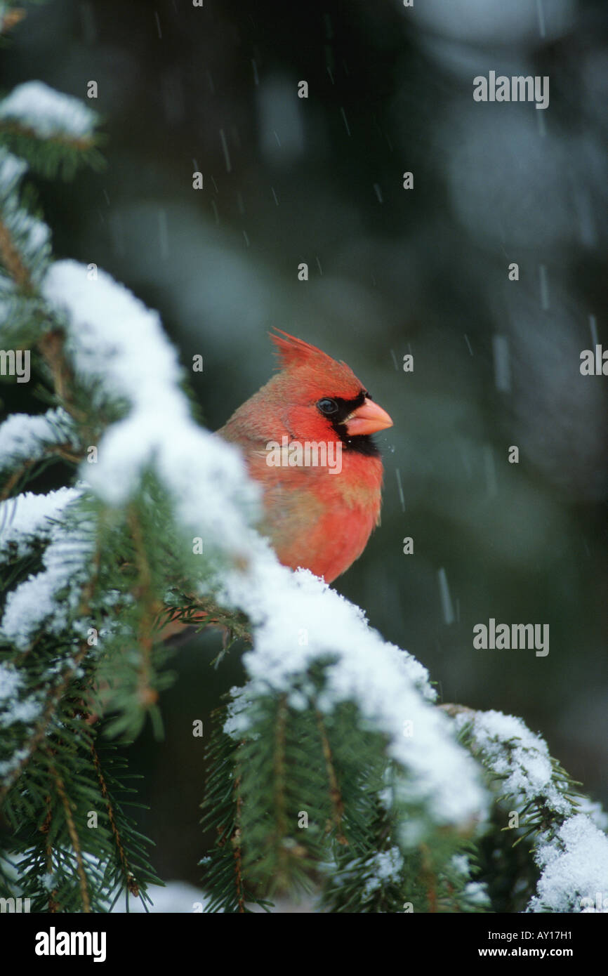 Northern cardinal male (Cardinalis cardinalis Stock Photo - Alamy