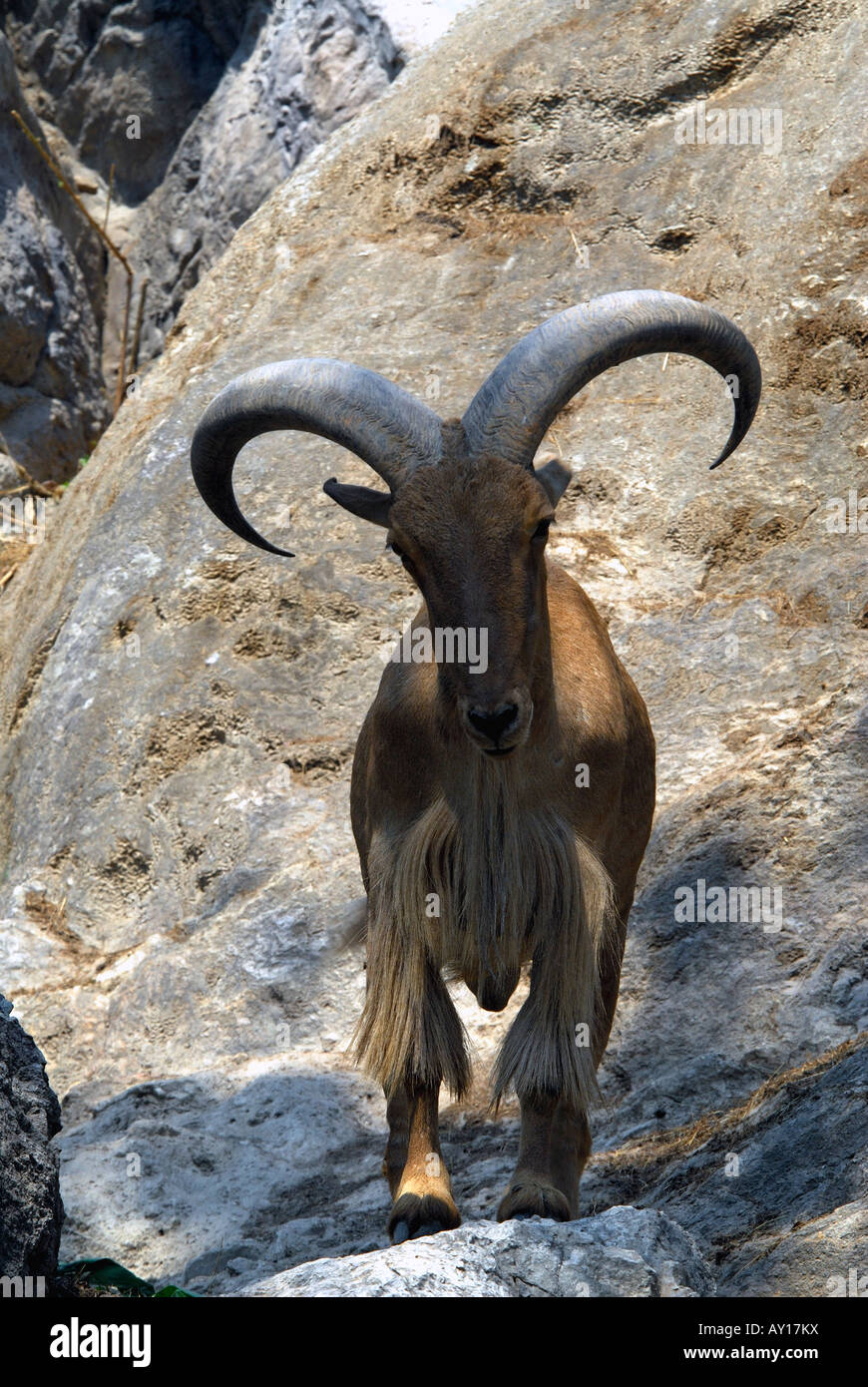 Barbary sheep male hi-res stock photography and images - Alamy