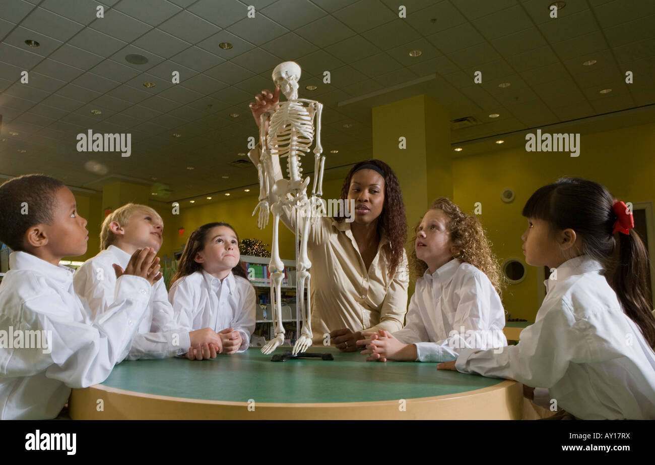 Teacher showing a model skeleton to students in the library Stock Photo ...