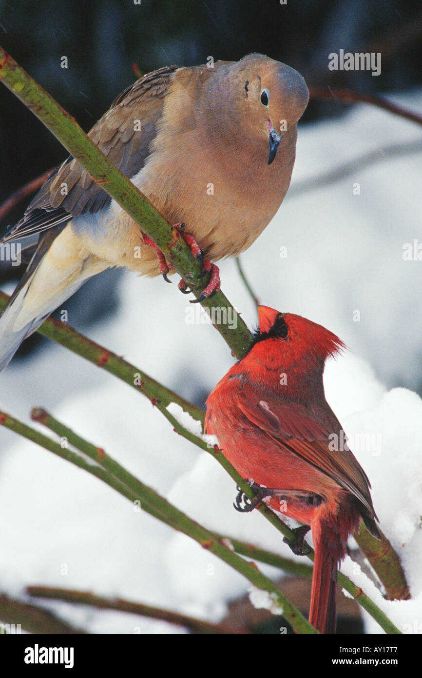 Doves and cardinal hi-res stock photography and images - Alamy