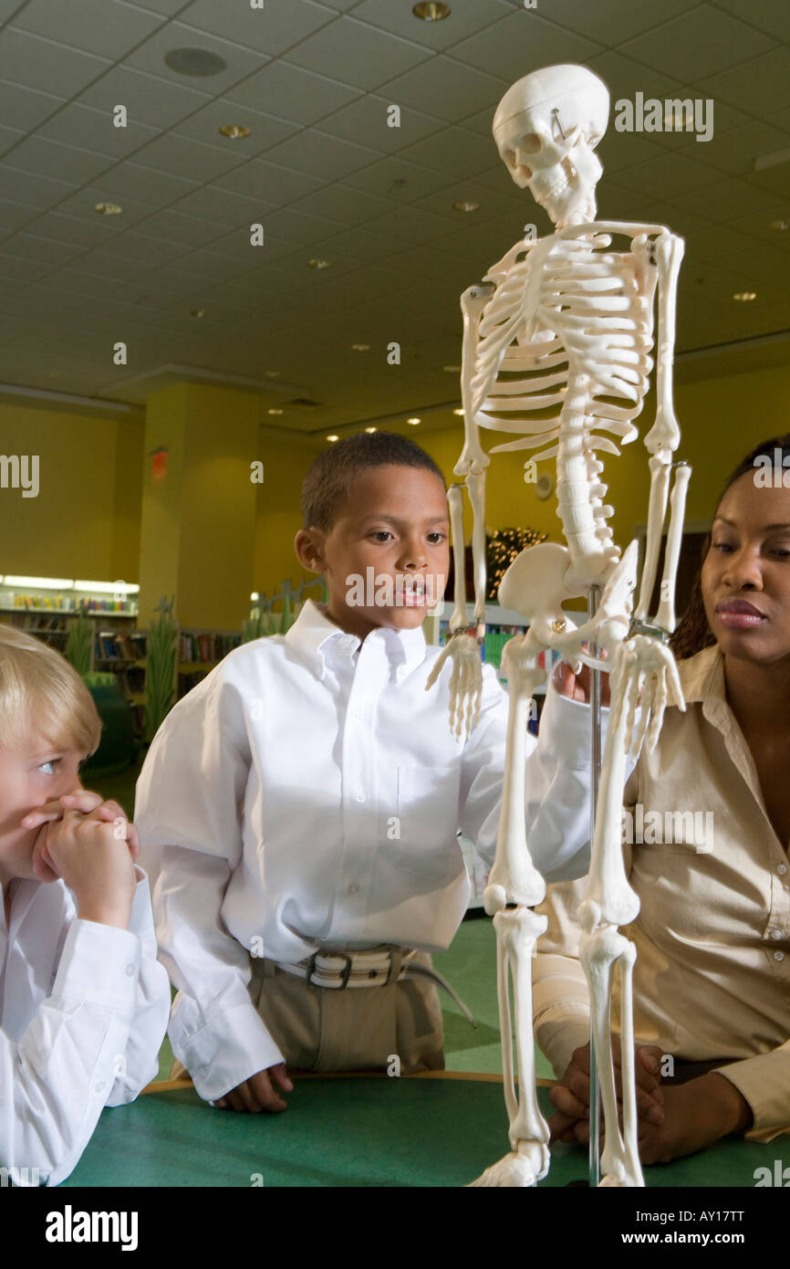Human skeleton model waist hi-res stock photography and images - Alamy