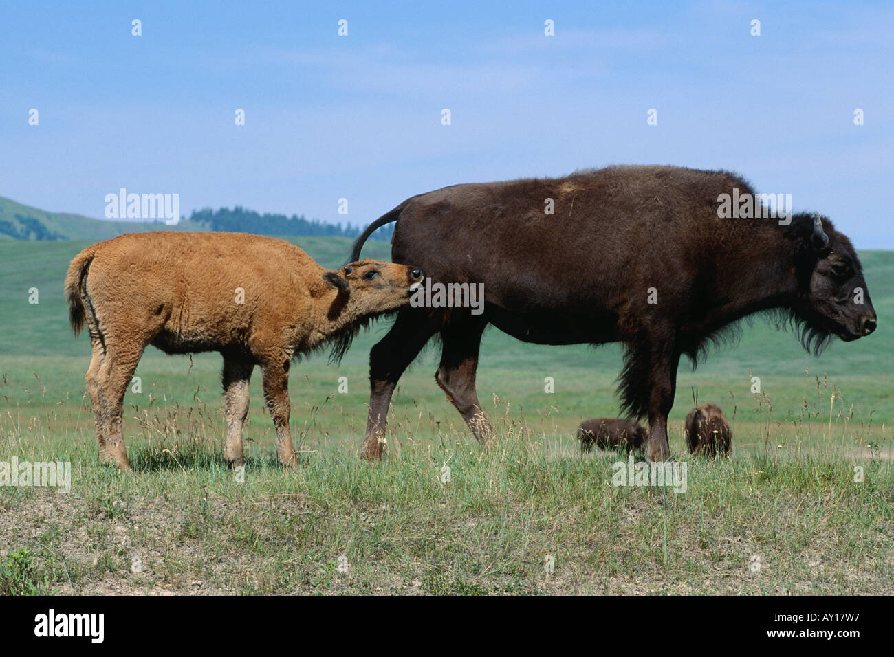 Bison cow and calf (Bison bison Stock Photo - Alamy