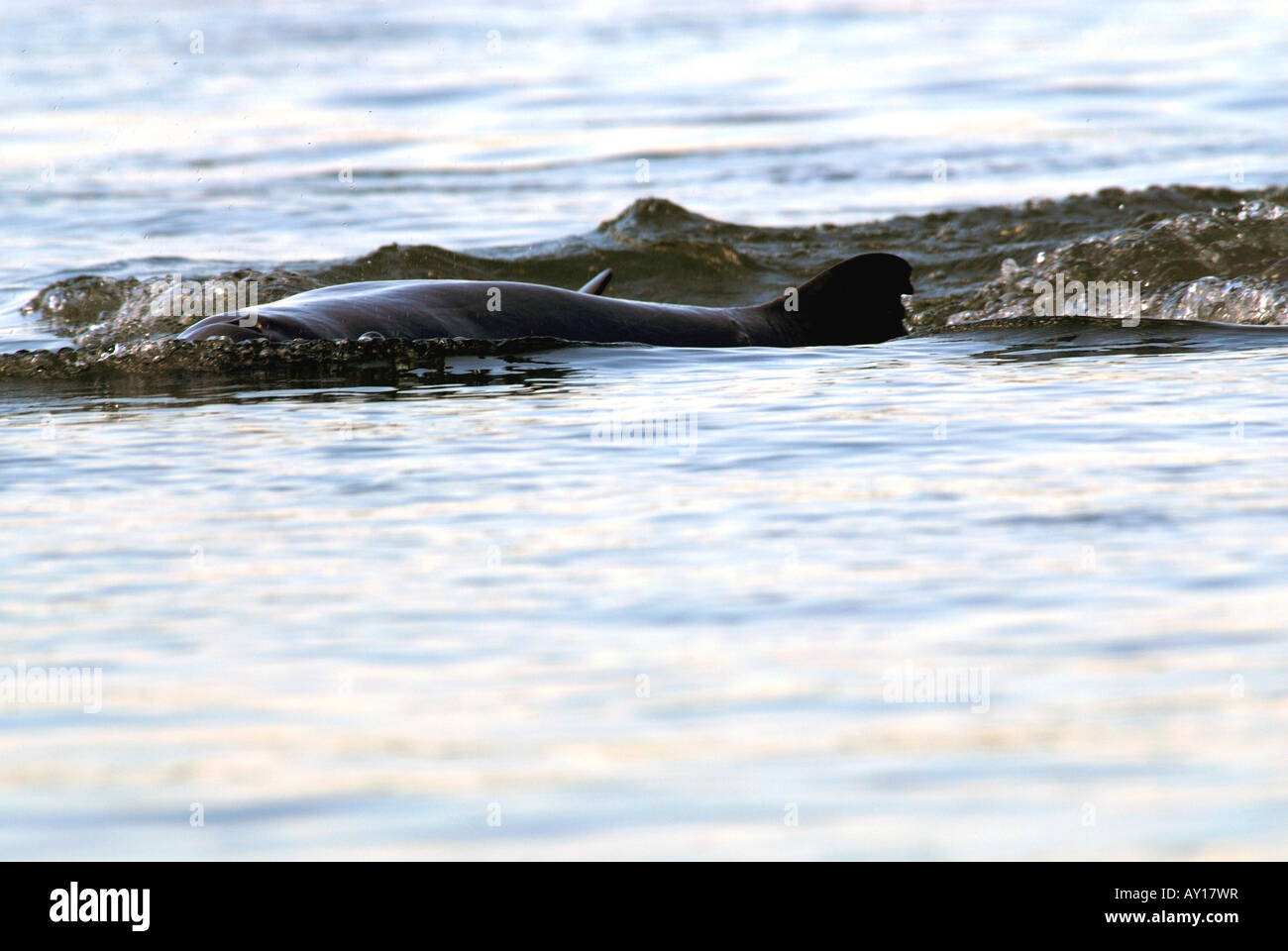 IRRAWADDY DOLPHIN AT KAMPI POOL ,KRATIE, CAMBODIA Stock Photo - Alamy