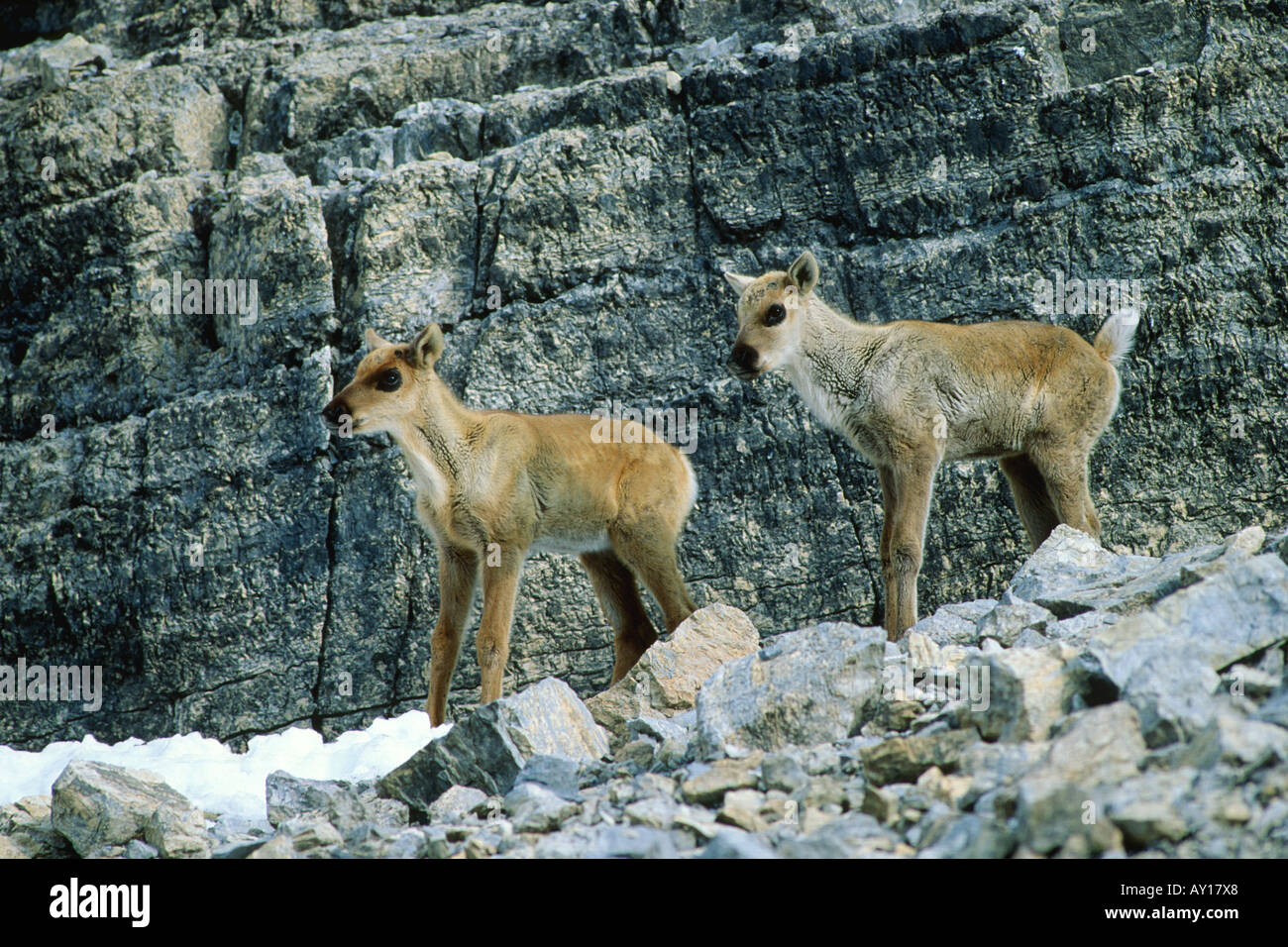 Young woodland caribou calves (Rangifer tarandus caribou), standing ...