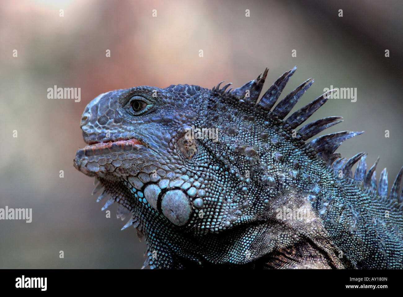 Closeup iguana hi-res stock photography and images - Alamy