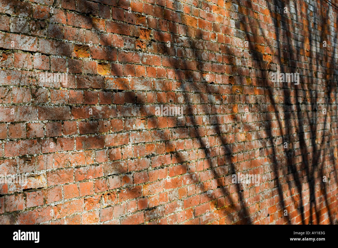 Tree shadow pattern on an old garden wall. UK Stock Photo - Alamy
