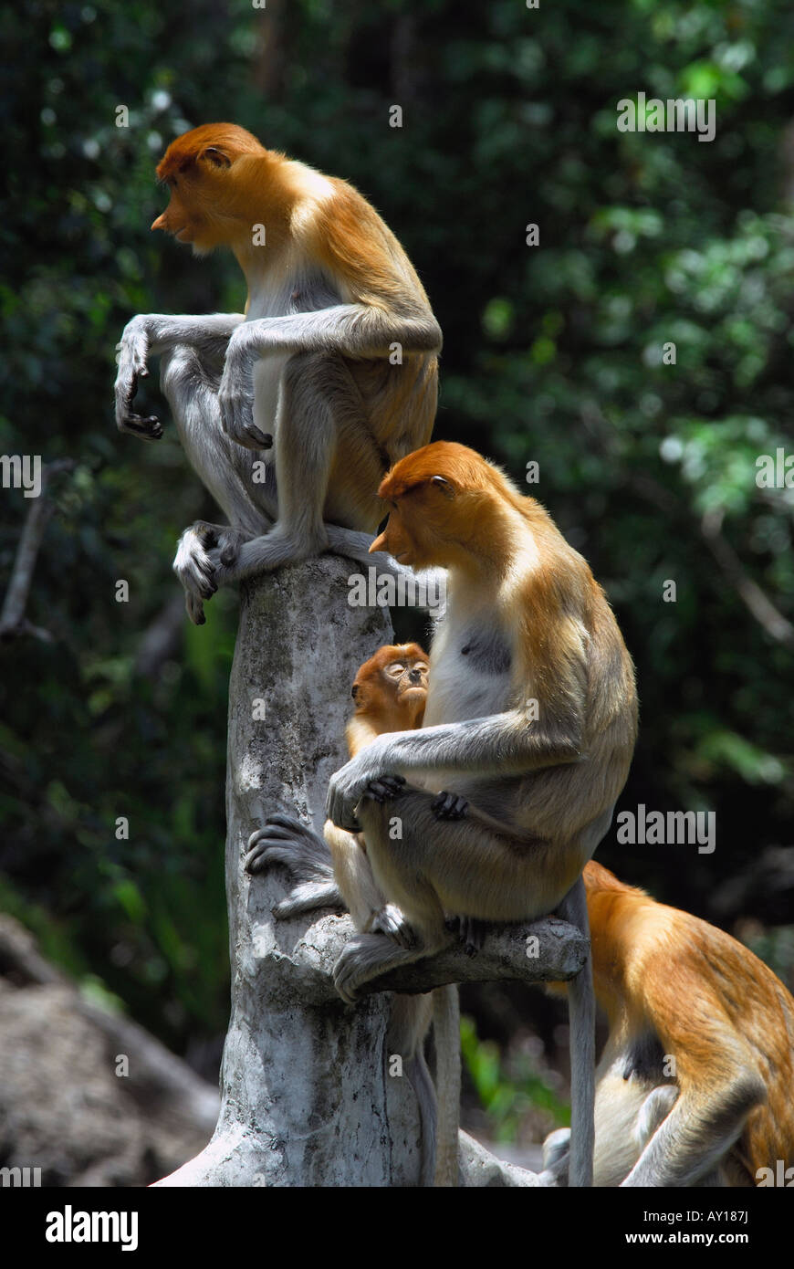 Group of female proboscis monkeys with a baby in Sabah,Borneo Stock ...