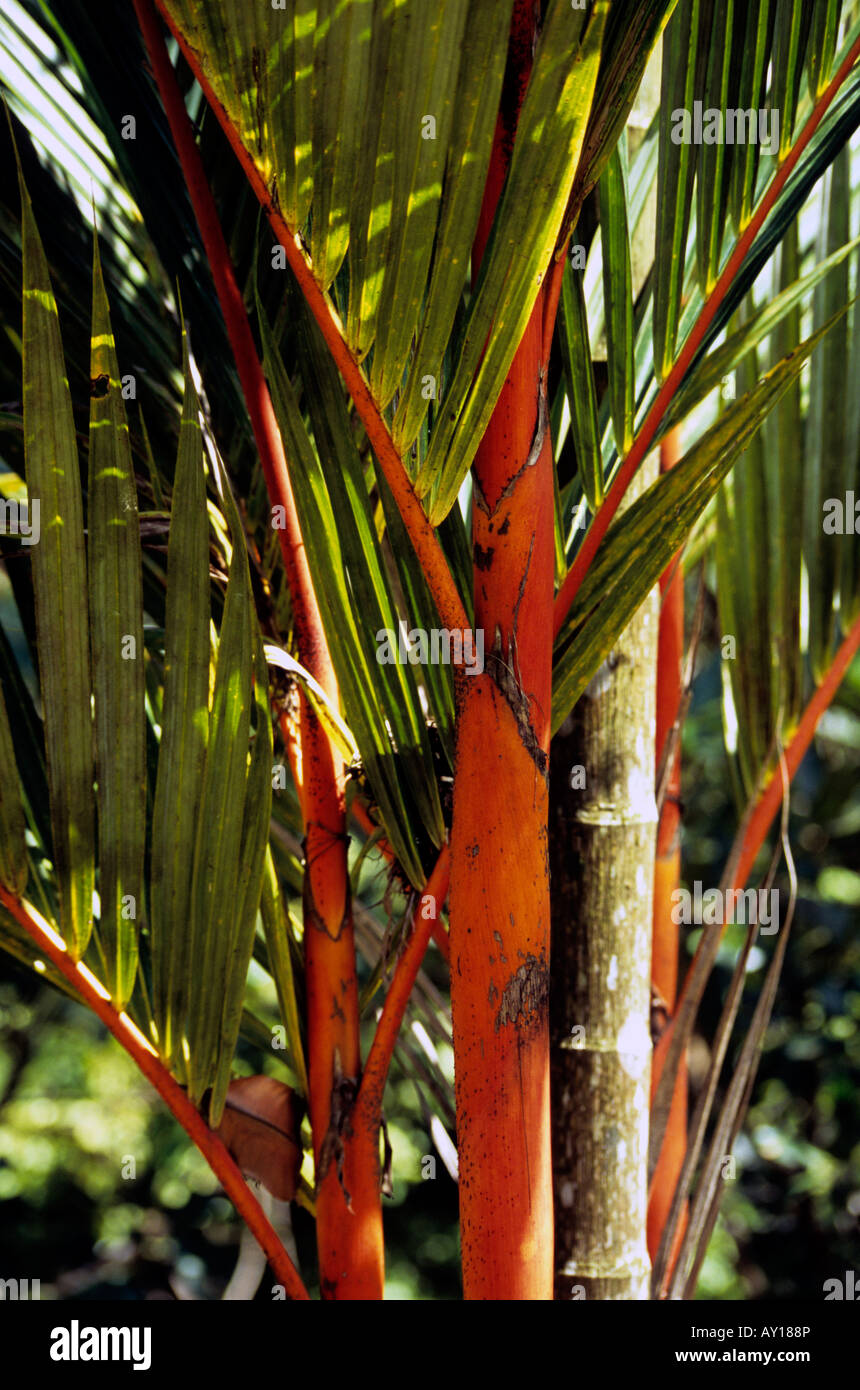 Red palm tree,Malaysia Stock Photo - Alamy