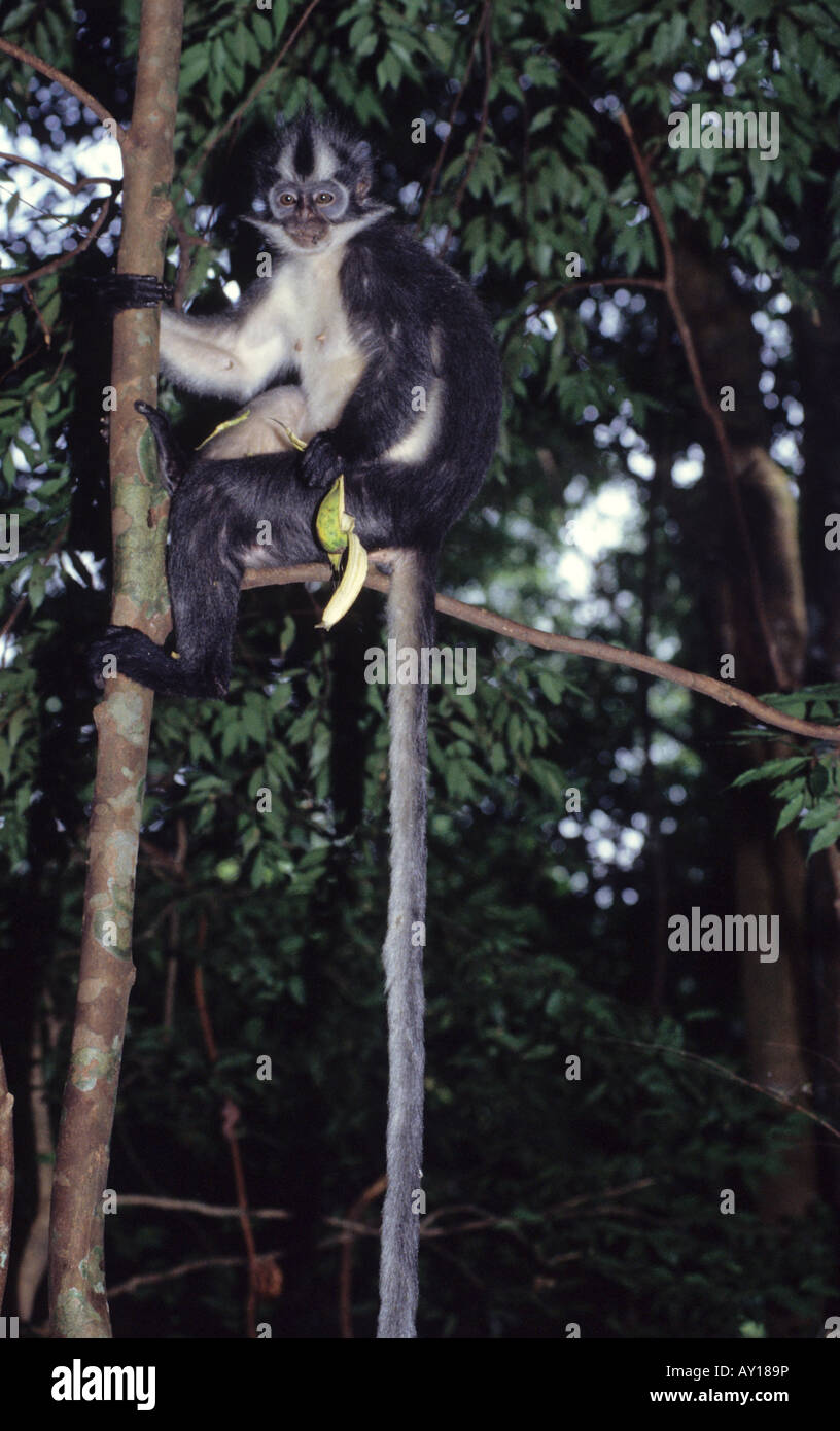 Thomas leaf monkey hi-res stock photography and images - Alamy