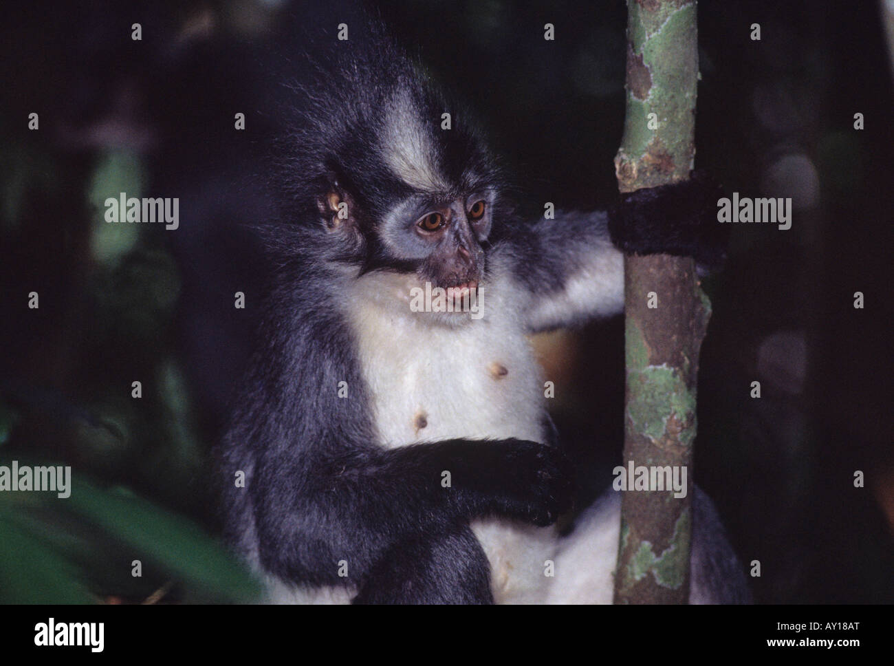 Thomas leaf monkey hi-res stock photography and images - Alamy