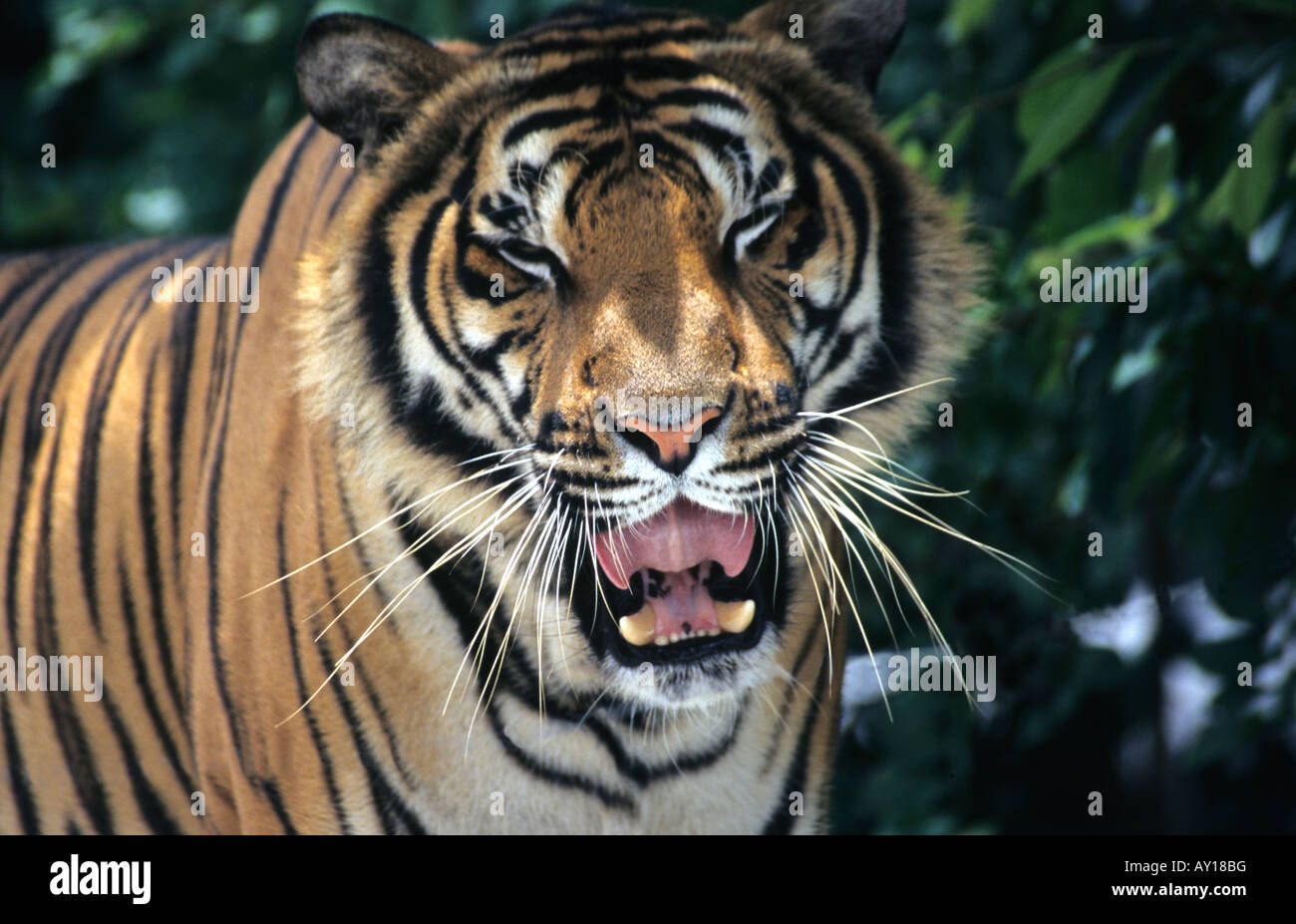 Tiger teeth hi-res stock photography and images - Alamy