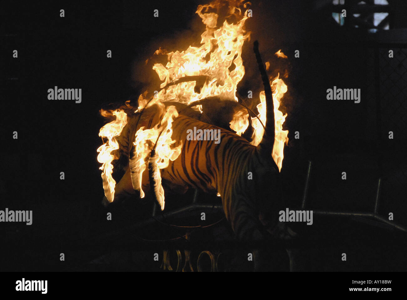 Leaping Tiger High Resolution Stock Photography and Images - Alamy