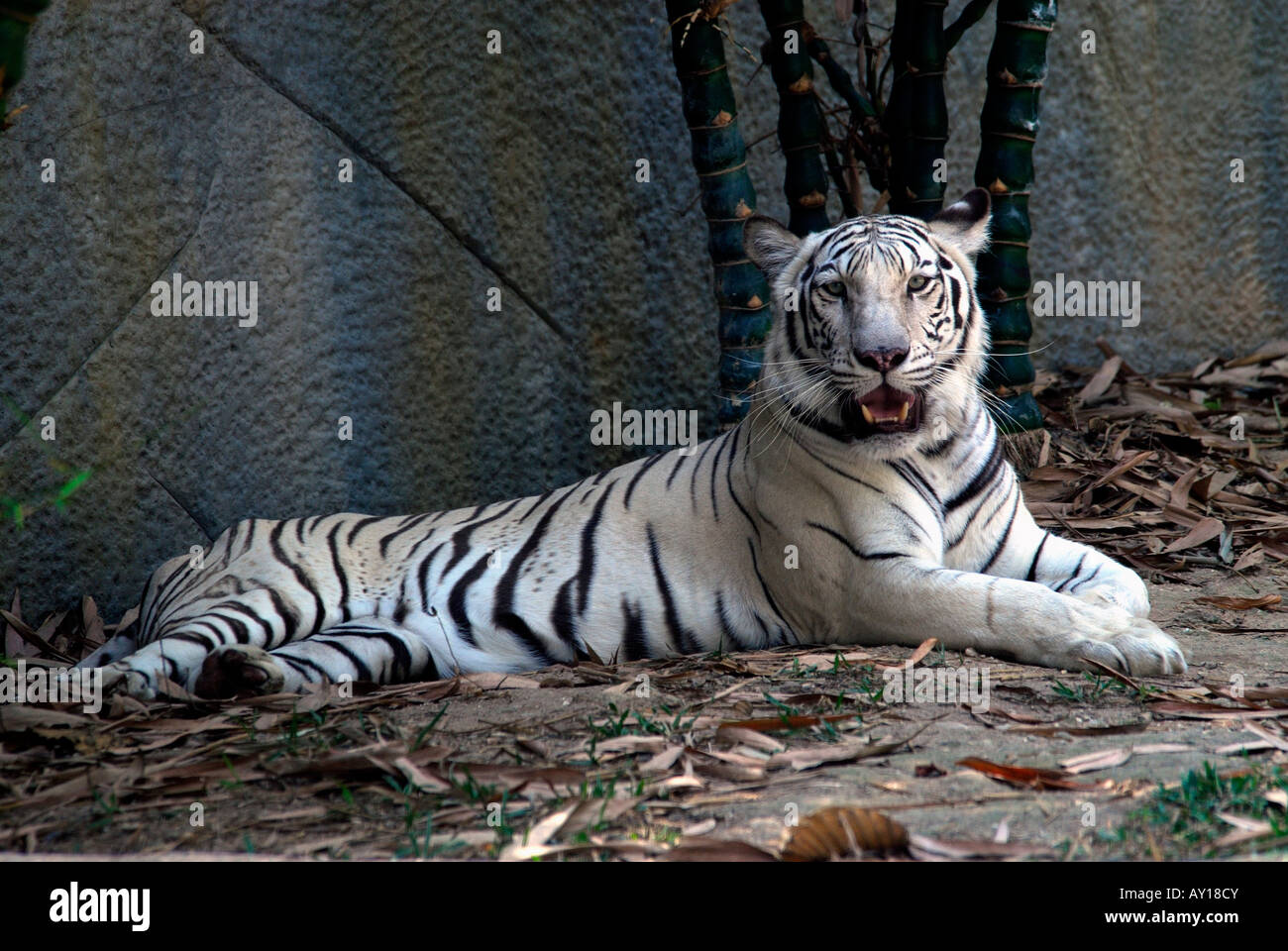White Bengal tiger Stock Photo - Alamy