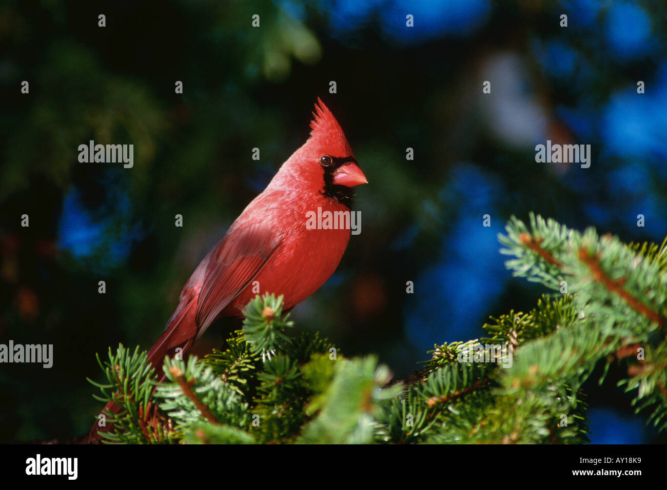 Northern cardinal male (Cardinalis cardinalis Stock Photo - Alamy