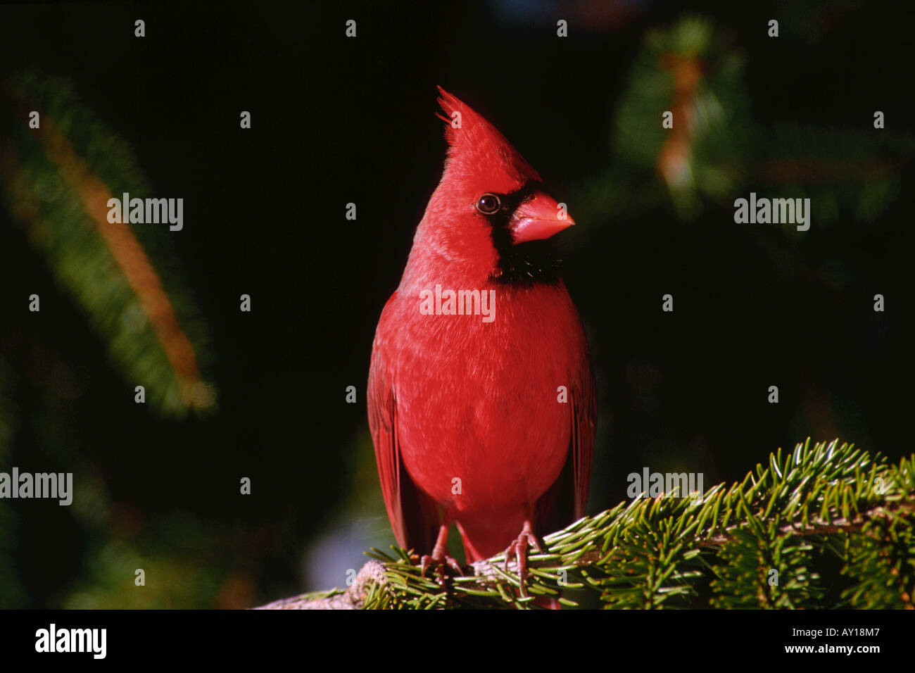Northern cardinal male (Cardinalis cardinalis Stock Photo - Alamy