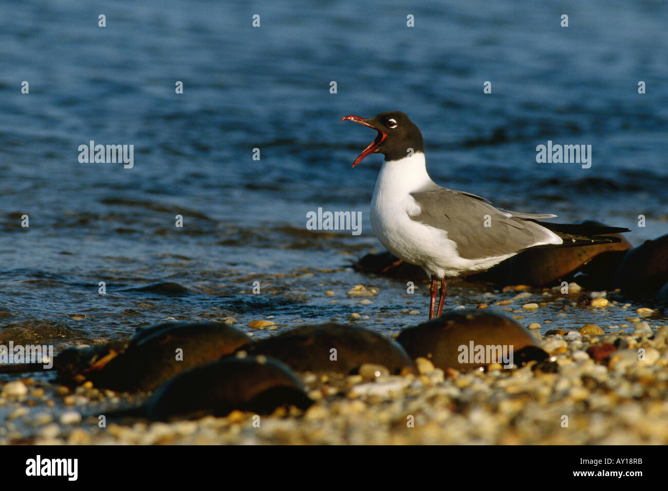 Horseshoe crabs (Merostomata) and laughing gull (Larus atricilla Stock ...