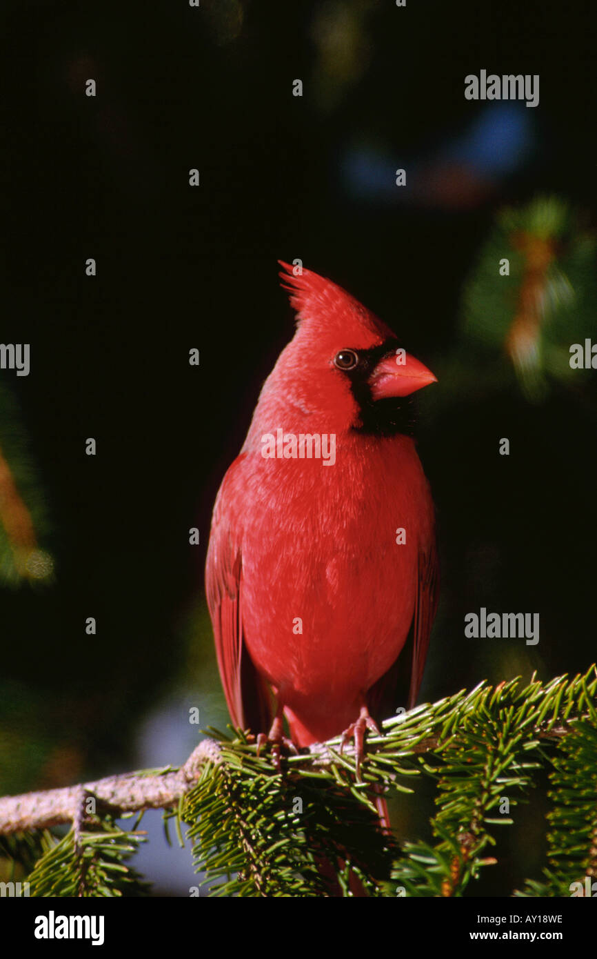 Northern cardinal male (Cardinalis cardinalis Stock Photo - Alamy