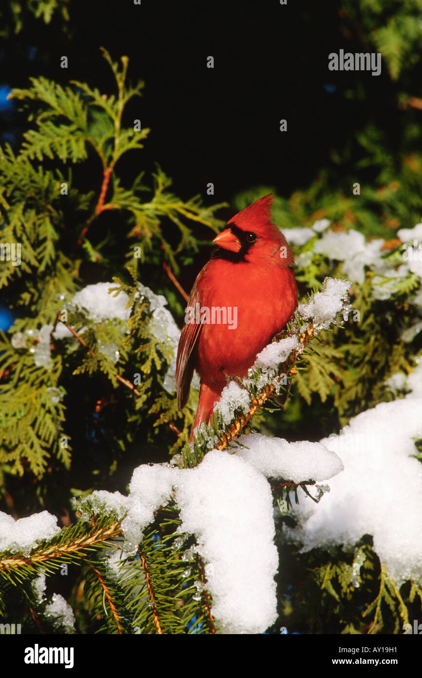 Northern cardinal male (Cardinalis cardinalis Stock Photo - Alamy