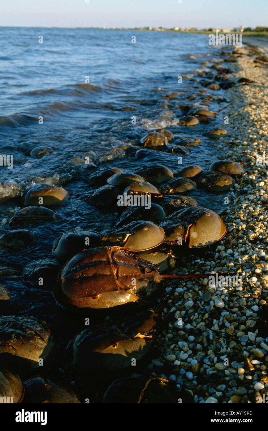 Horseshoe crabs (Merostomata) breeding Stock Photo - Alamy