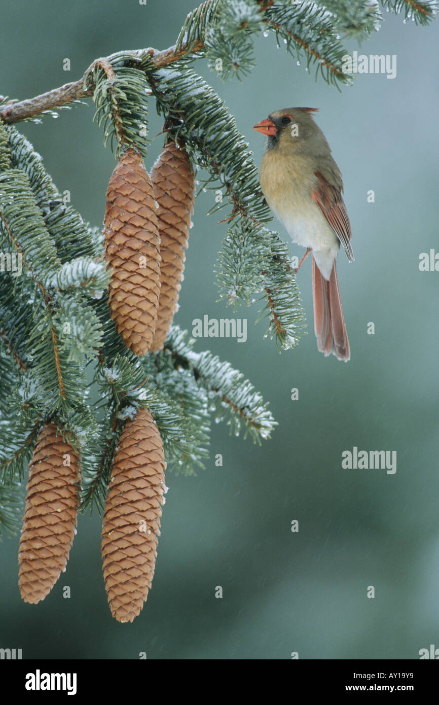 Northern cardinal female (Cardinalis cardinalis Stock Photo - Alamy