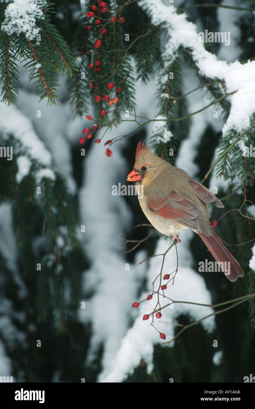 Northern cardinal female (Cardinalis cardinalis Stock Photo - Alamy