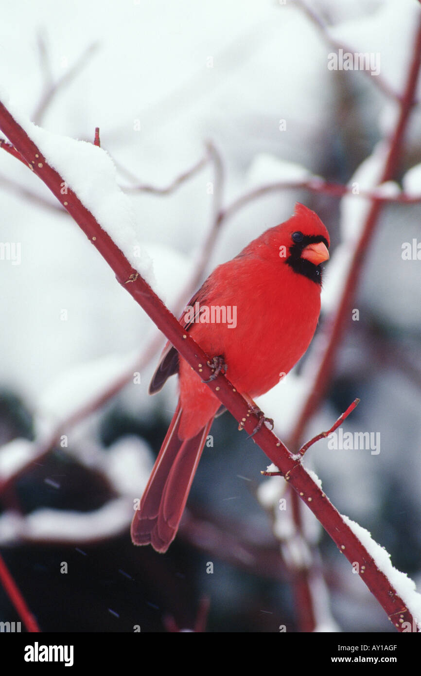 Northern cardinal male (Cardinalis cardinalis Stock Photo - Alamy