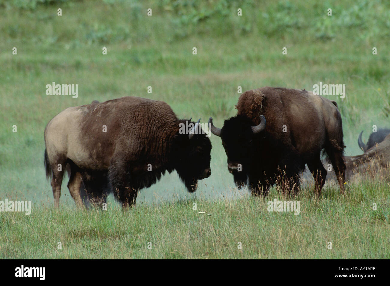 American bison bulls hi-res stock photography and images - Alamy