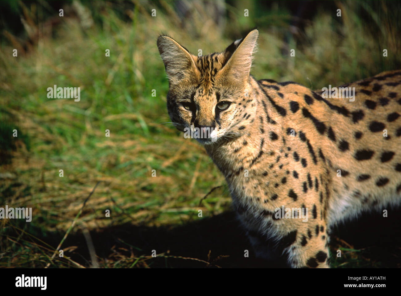 Serval standing hi-res stock photography and images - Alamy