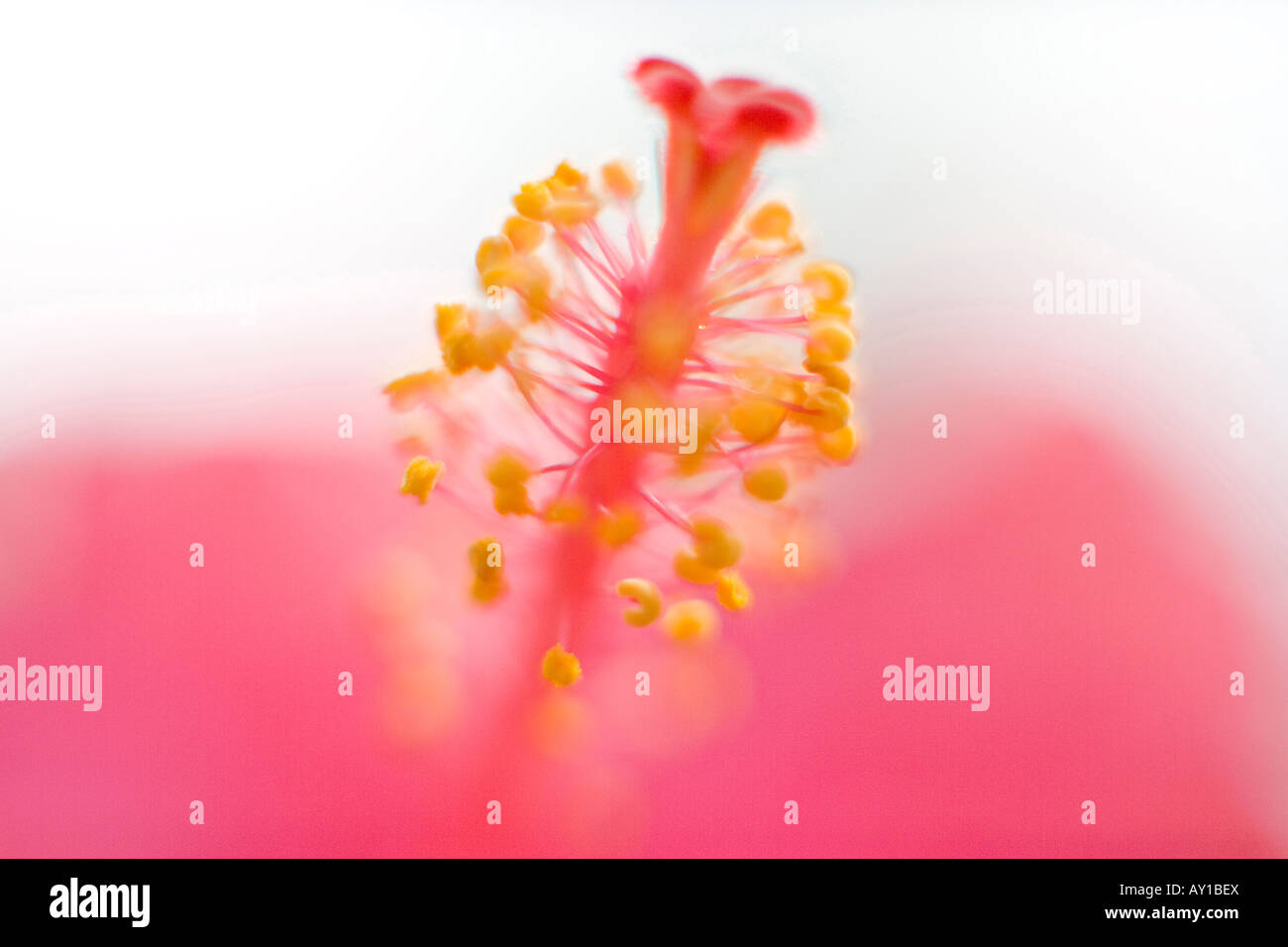 Vivid hibiscus hi-res stock photography and images - Alamy