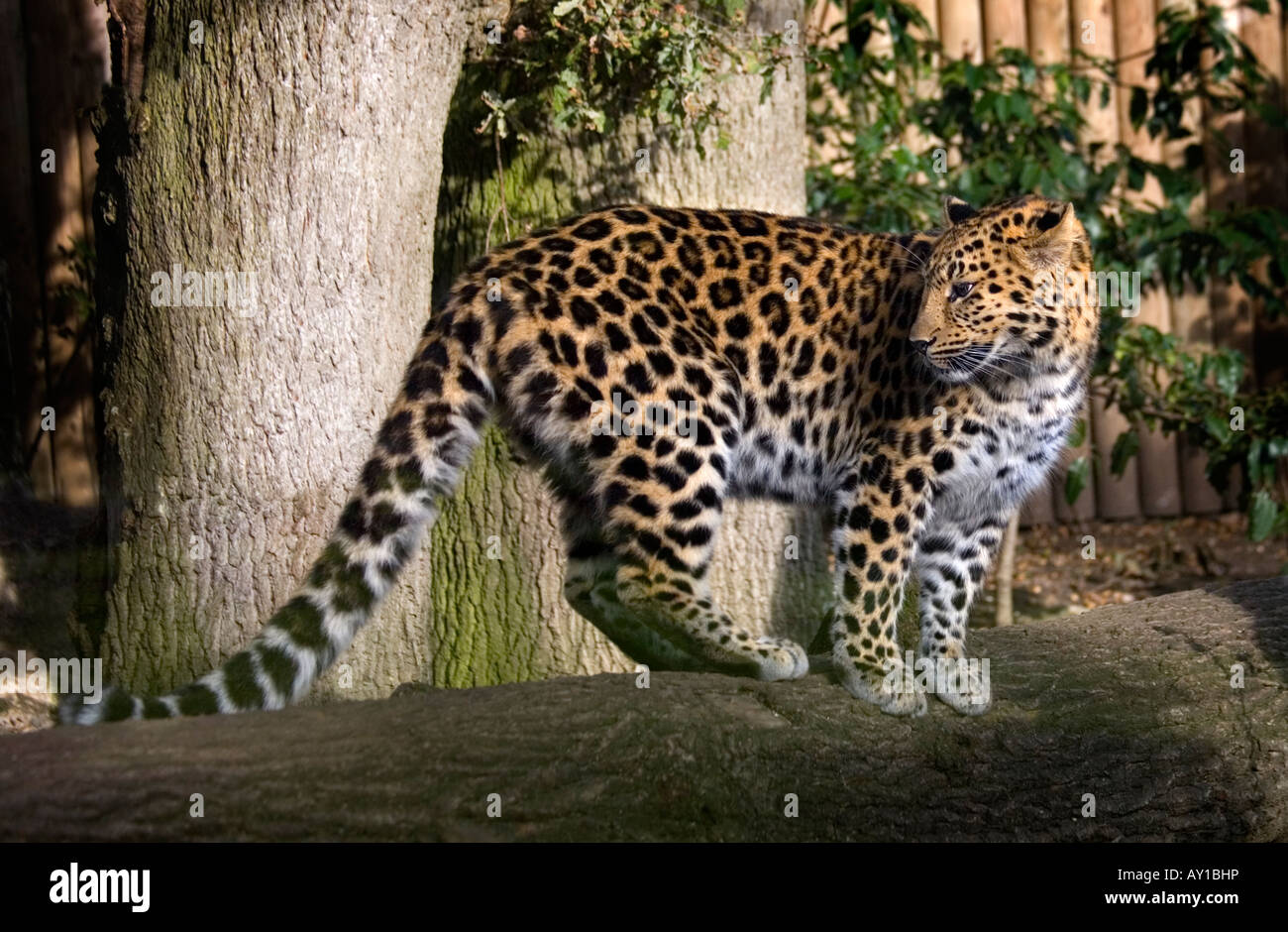 Juvenile Amur Leopard (panthera pardus orientalis Stock Photo - Alamy