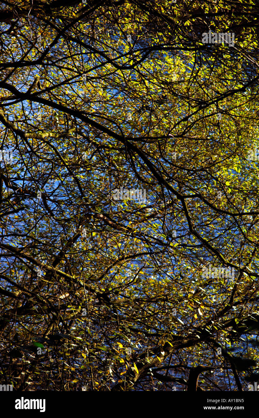 Leaves On A Tree Stock Photo - Alamy