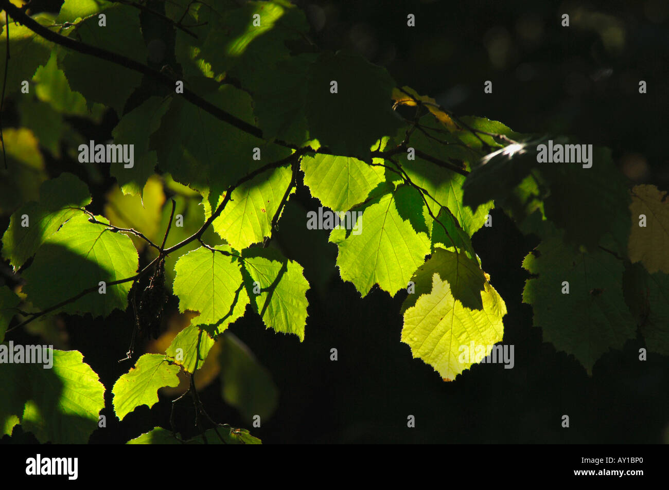 Leaves On A Tree Stock Photo - Alamy