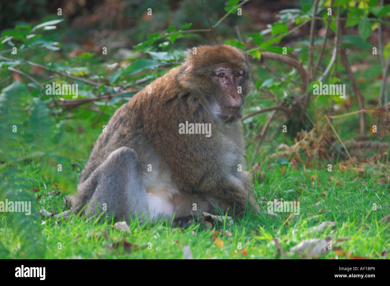 Barbary Macaques Monkey (Macaca sylvanus Stock Photo - Alamy