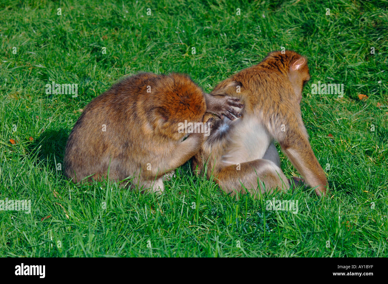 Barbary Macaques Monkeys (Macaca sylvanus Stock Photo - Alamy