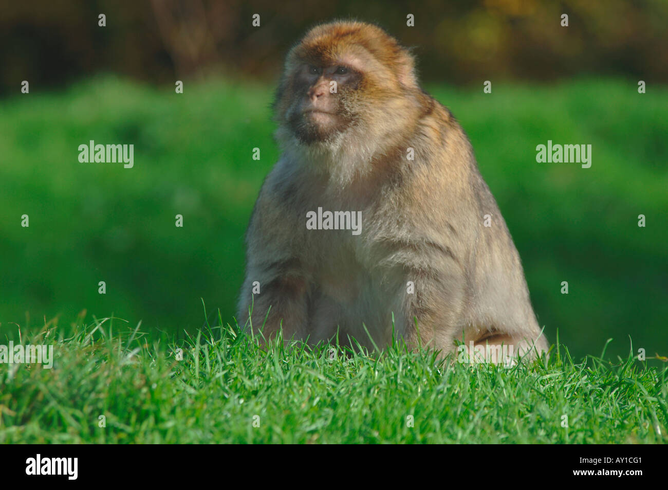 Barbary Macaques Monkey (Macaca sylvanus Stock Photo - Alamy