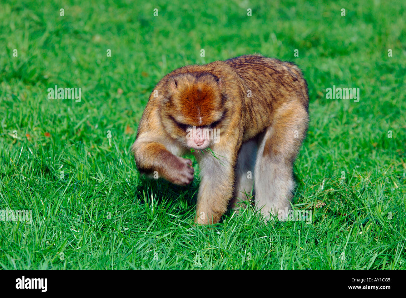 Barbary Macaques Monkey (Macaca sylvanus Stock Photo - Alamy