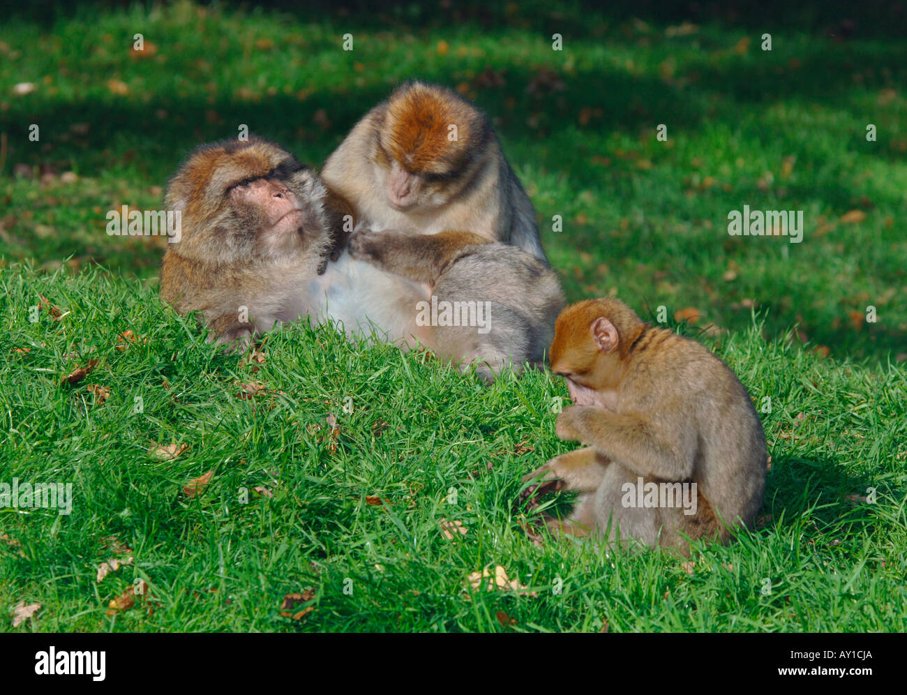 Barbary Macaques Monkeys (Macaca sylvanus Stock Photo - Alamy
