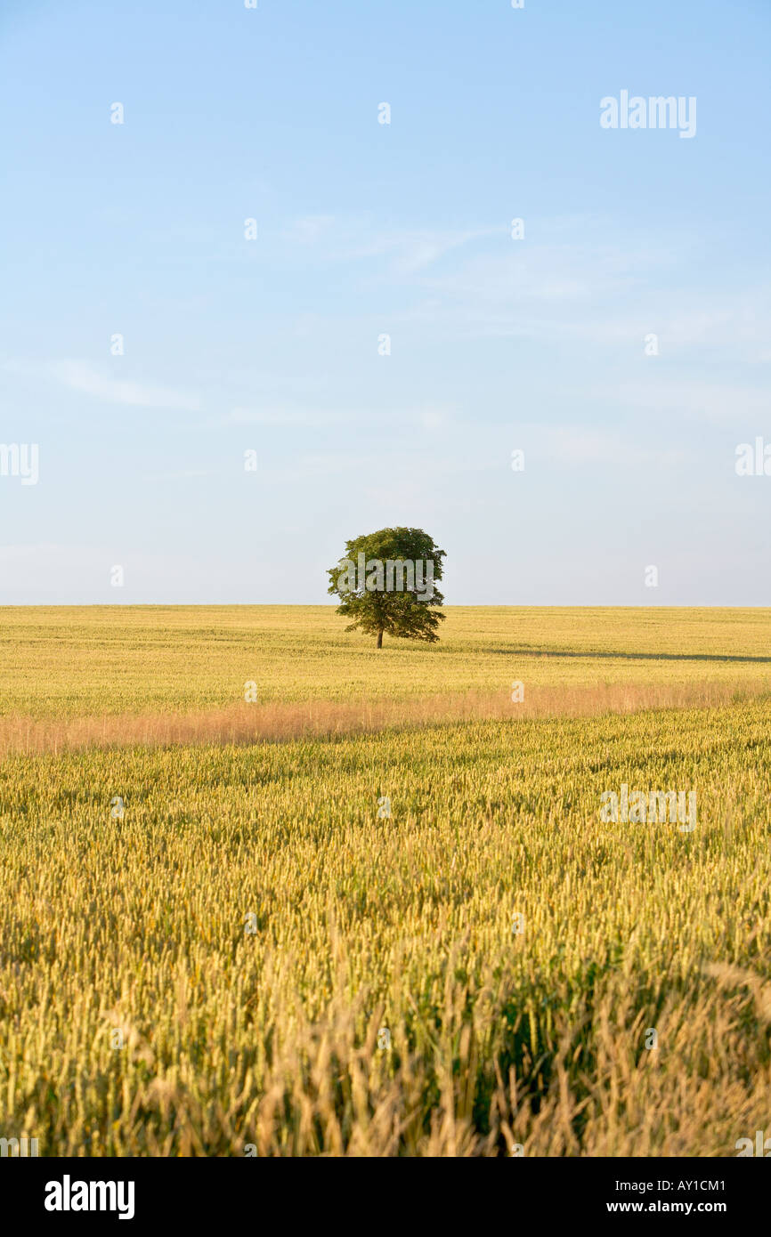 LONE TREE IN A FIELD Stock Photo - Alamy