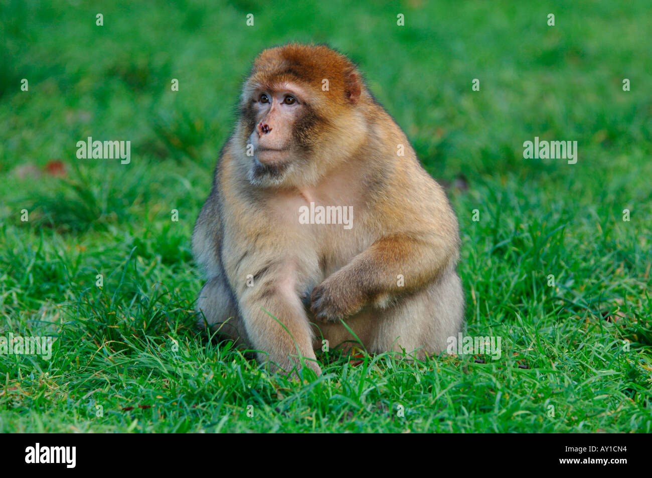 Barbary Macaques Monkey (Macaca sylvanus Stock Photo - Alamy