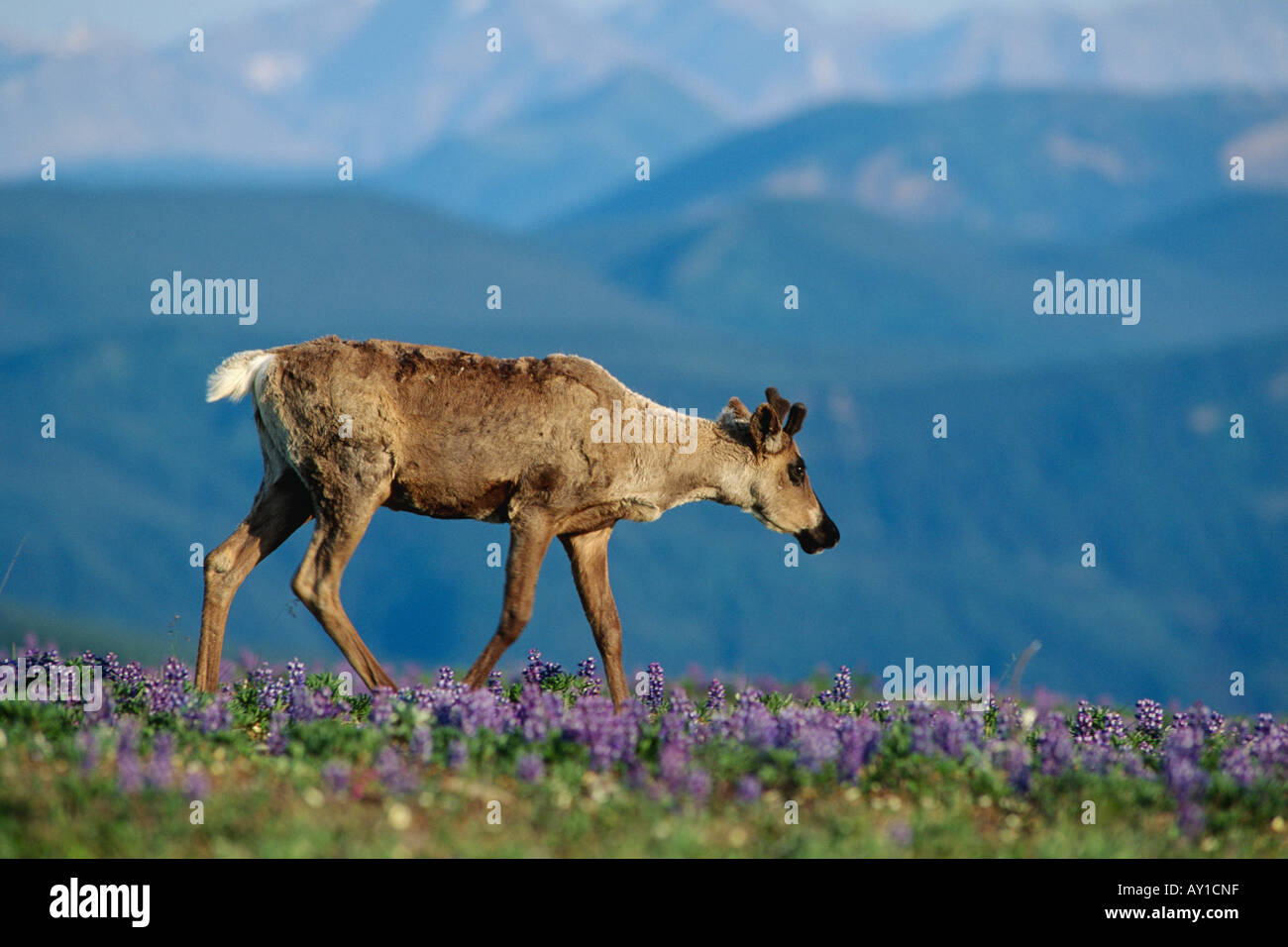Woodland caribou (Rangifer tarandus caribou), walking across alpine ...